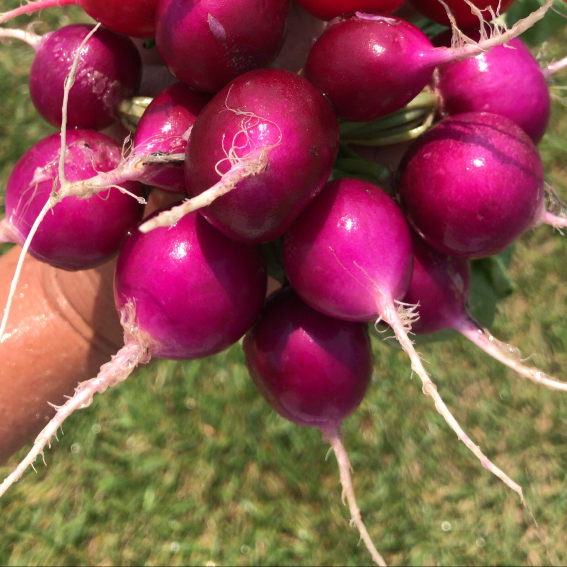 Purple Radish | Muddy River Farms 9400 Noward Road, Waterville OH