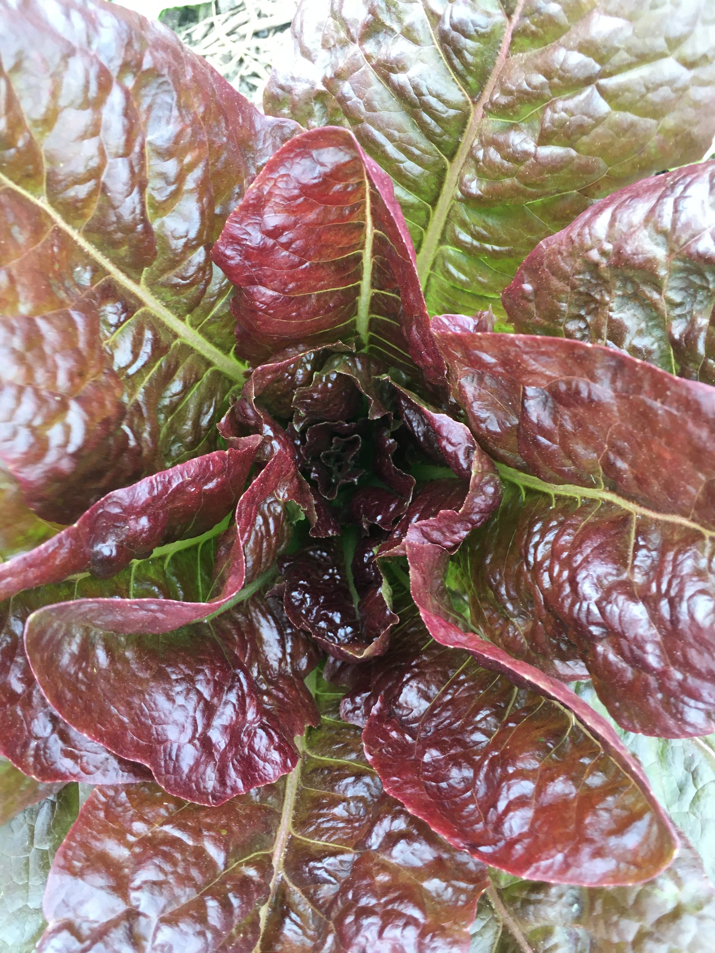 Red Leaf Lettuce Plant